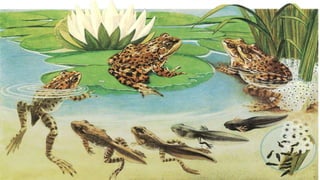 Amphibians | PPT