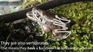 Amphibians | PPTX
