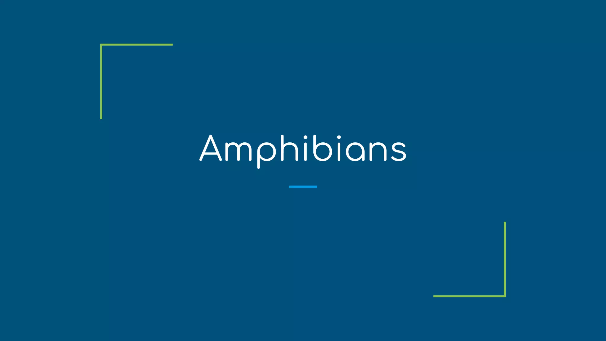 Amphibians | PPTX
