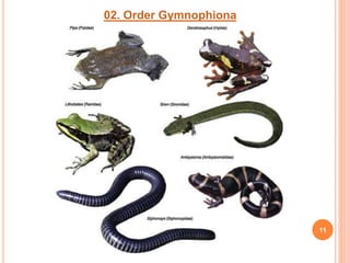 Amphibians | PPTX