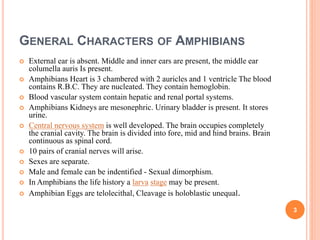 Amphibians | PPTX
