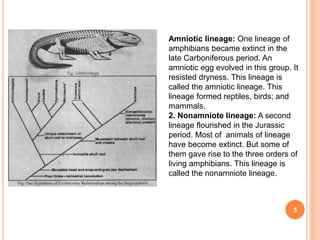 Amphibians | PPTX | Reptiles | Pets