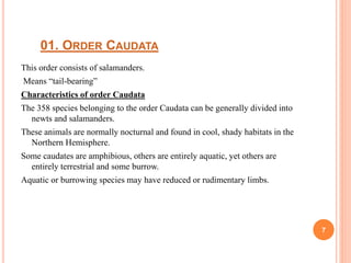 Amphibians | PPTX | Reptiles | Pets