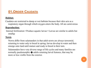 Amphibians | PPTX | Reptiles | Pets