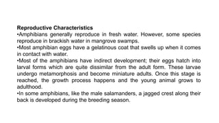 Amphibians (Vertebrates) | PPT