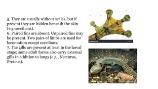 Amphibians (Vertebrates) | PPTX