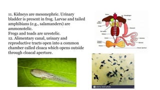 Amphibians (Vertebrates) | PPT