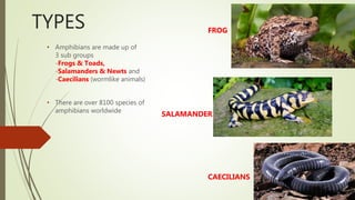 Amphibians | PPTX