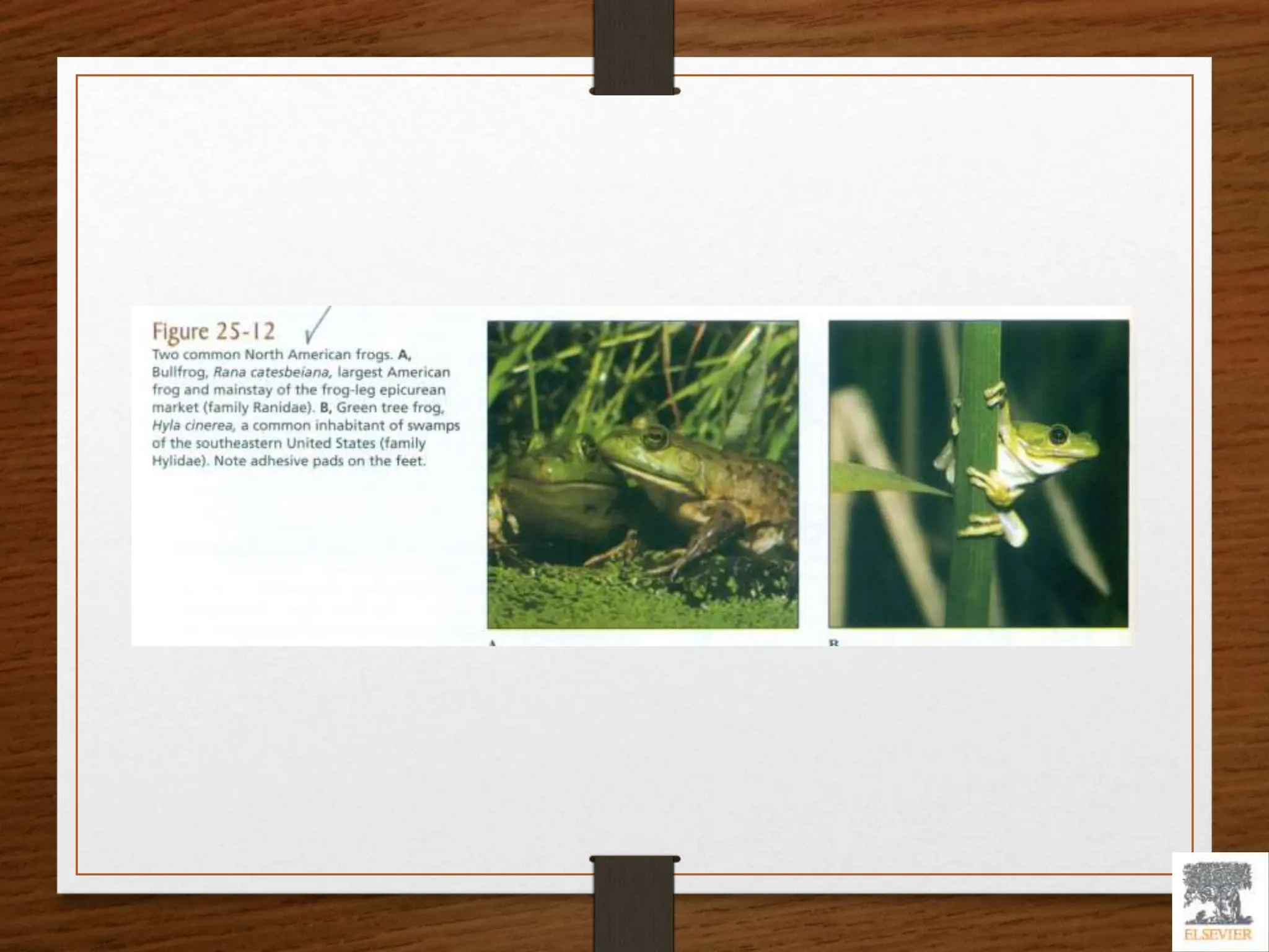 Amphibians.ppt lecture.ppt