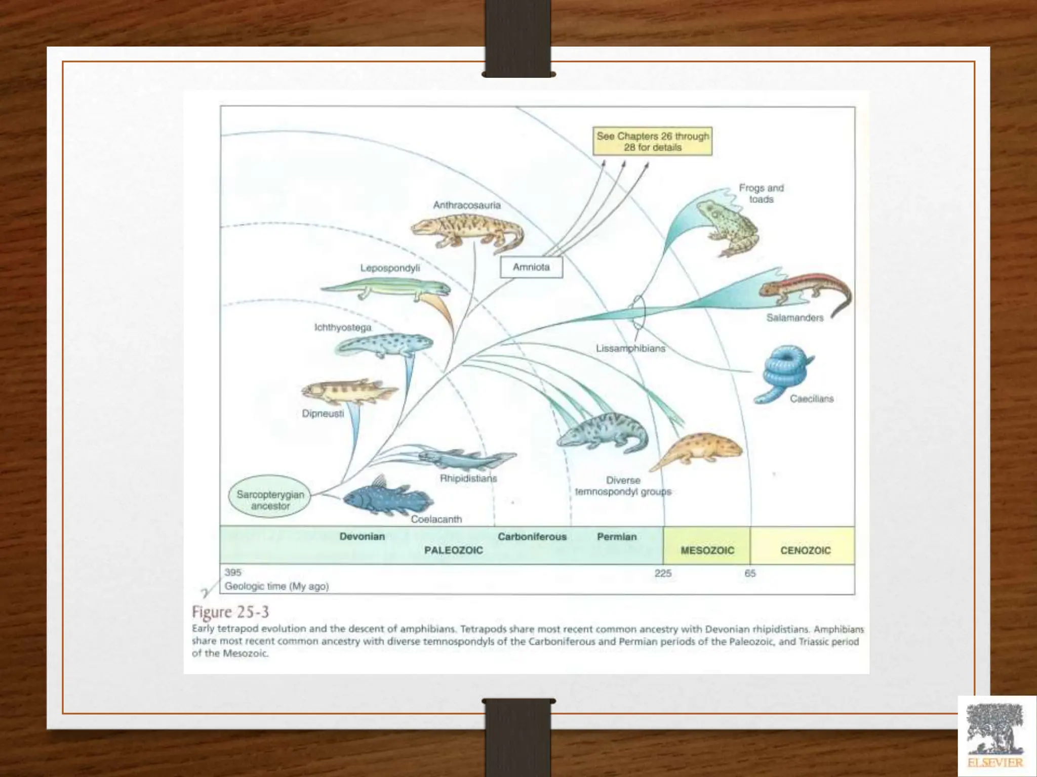 Amphibians.ppt lecture.ppt