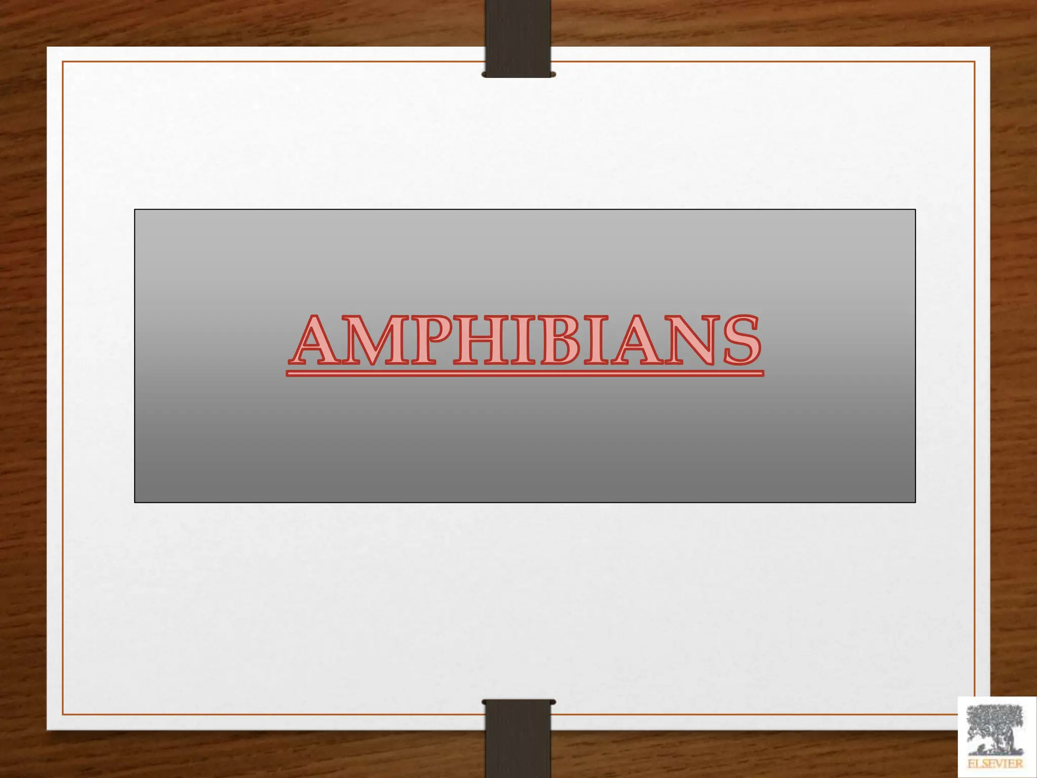Amphibian Evolution and Adaptations | PPT