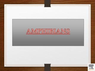 Amphibians.ppt lecture.ppt