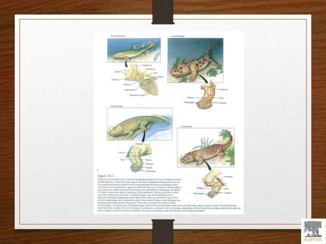 Amphibians.ppt lecture.ppt