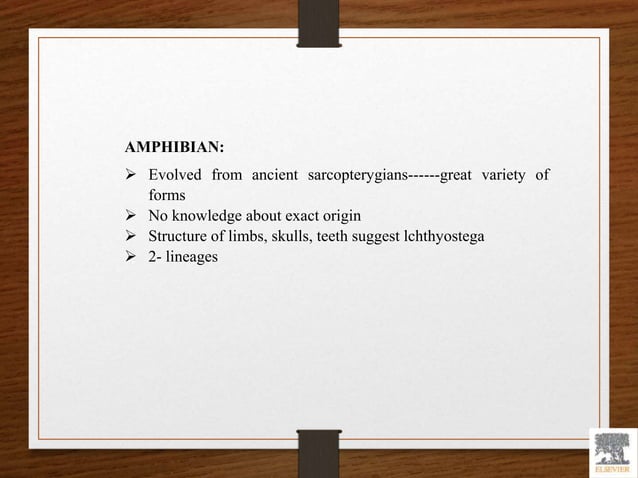 Amphibians.ppt lecture.ppt