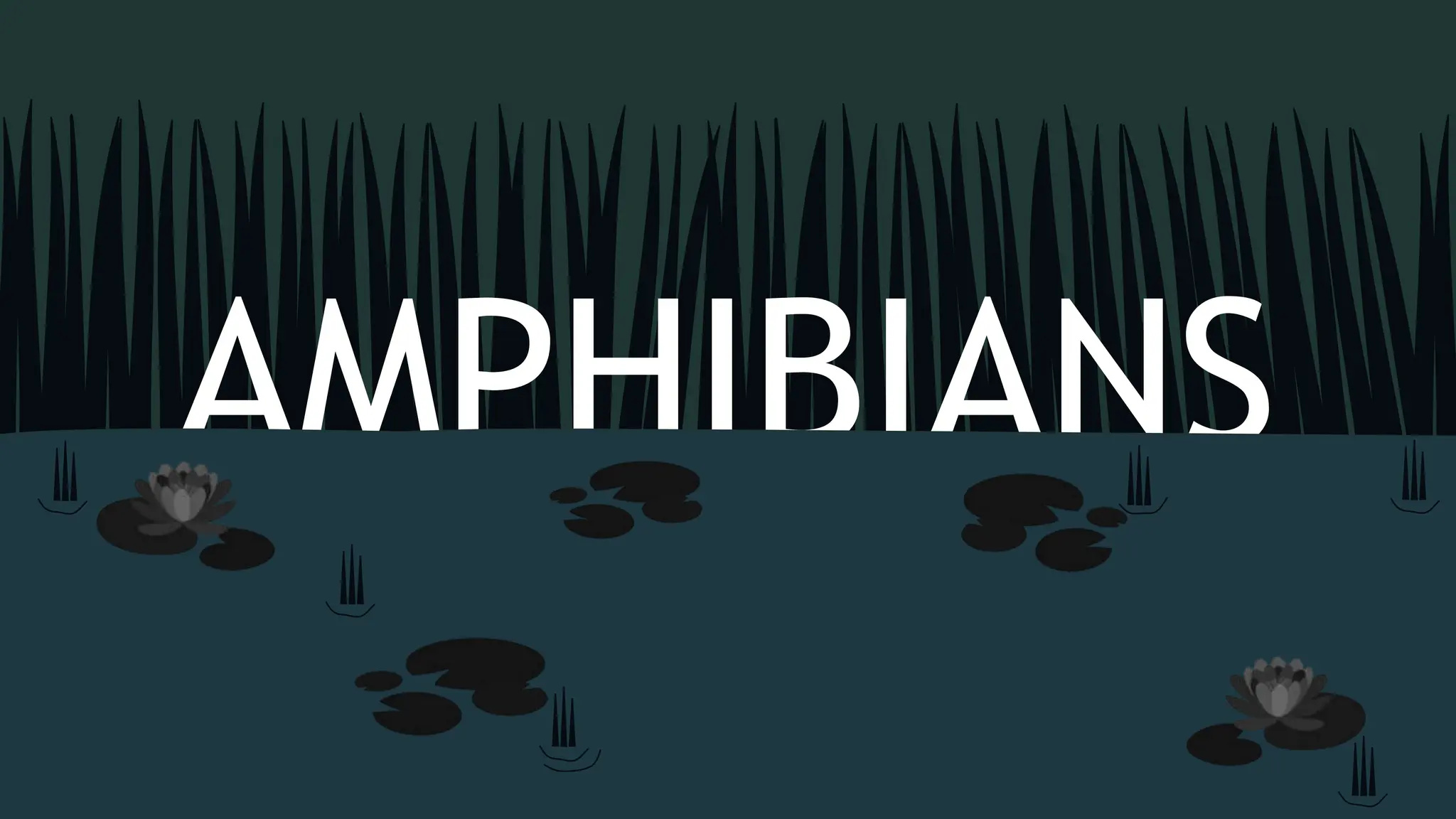 ALL ABOUT AMPHIBIANS ALL ABOUT AMPHIBIANS.pptx