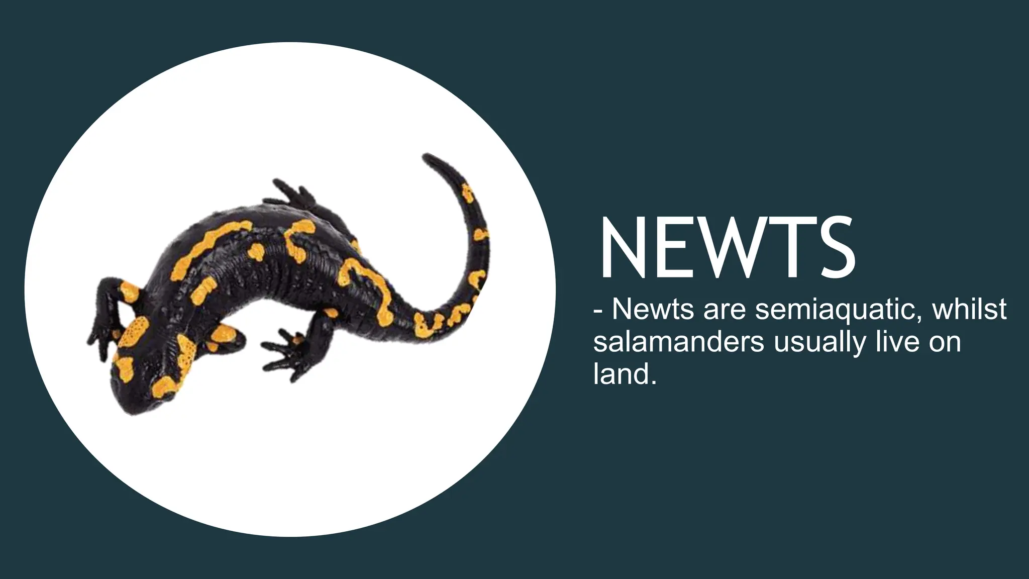 ALL ABOUT AMPHIBIANS ALL ABOUT AMPHIBIANS.pptx