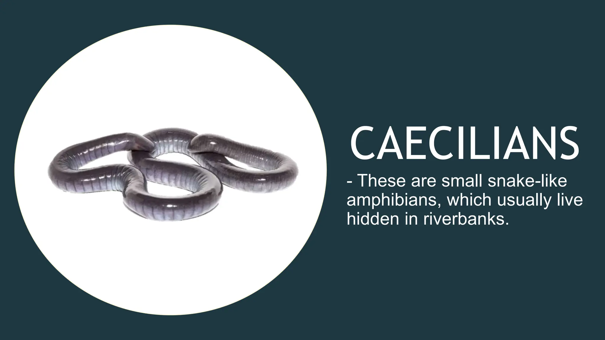 ALL ABOUT AMPHIBIANS ALL ABOUT AMPHIBIANS.pptx