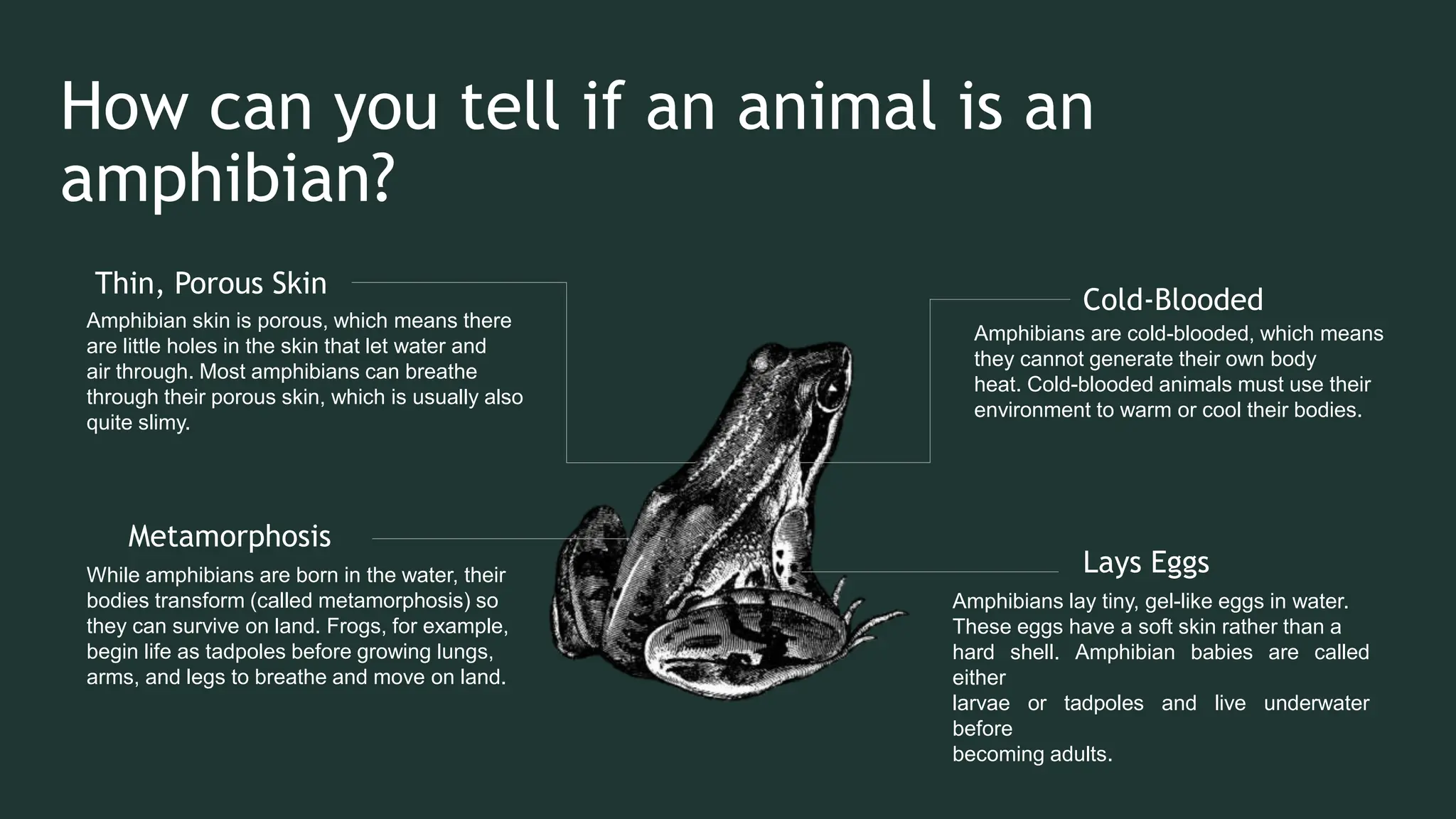 ALL ABOUT AMPHIBIANS ALL ABOUT AMPHIBIANS.pptx