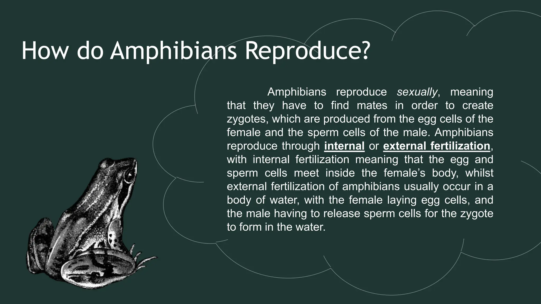 ALL ABOUT AMPHIBIANS ALL ABOUT AMPHIBIANS.pptx