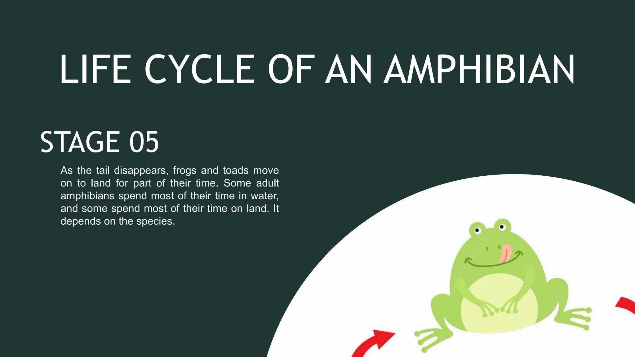 ALL ABOUT AMPHIBIANS ALL ABOUT AMPHIBIANS.pptx