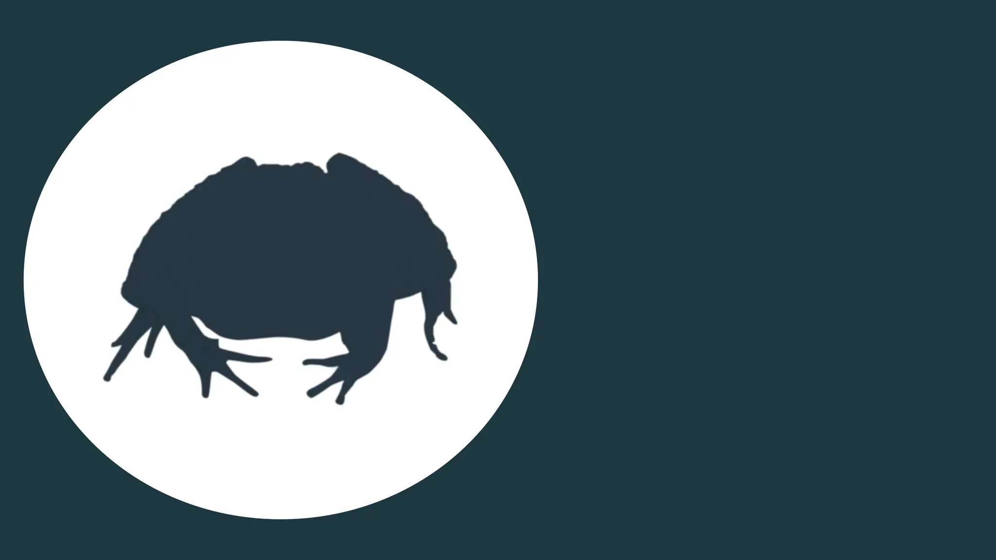 ALL ABOUT AMPHIBIANS ALL ABOUT AMPHIBIANS.pptx