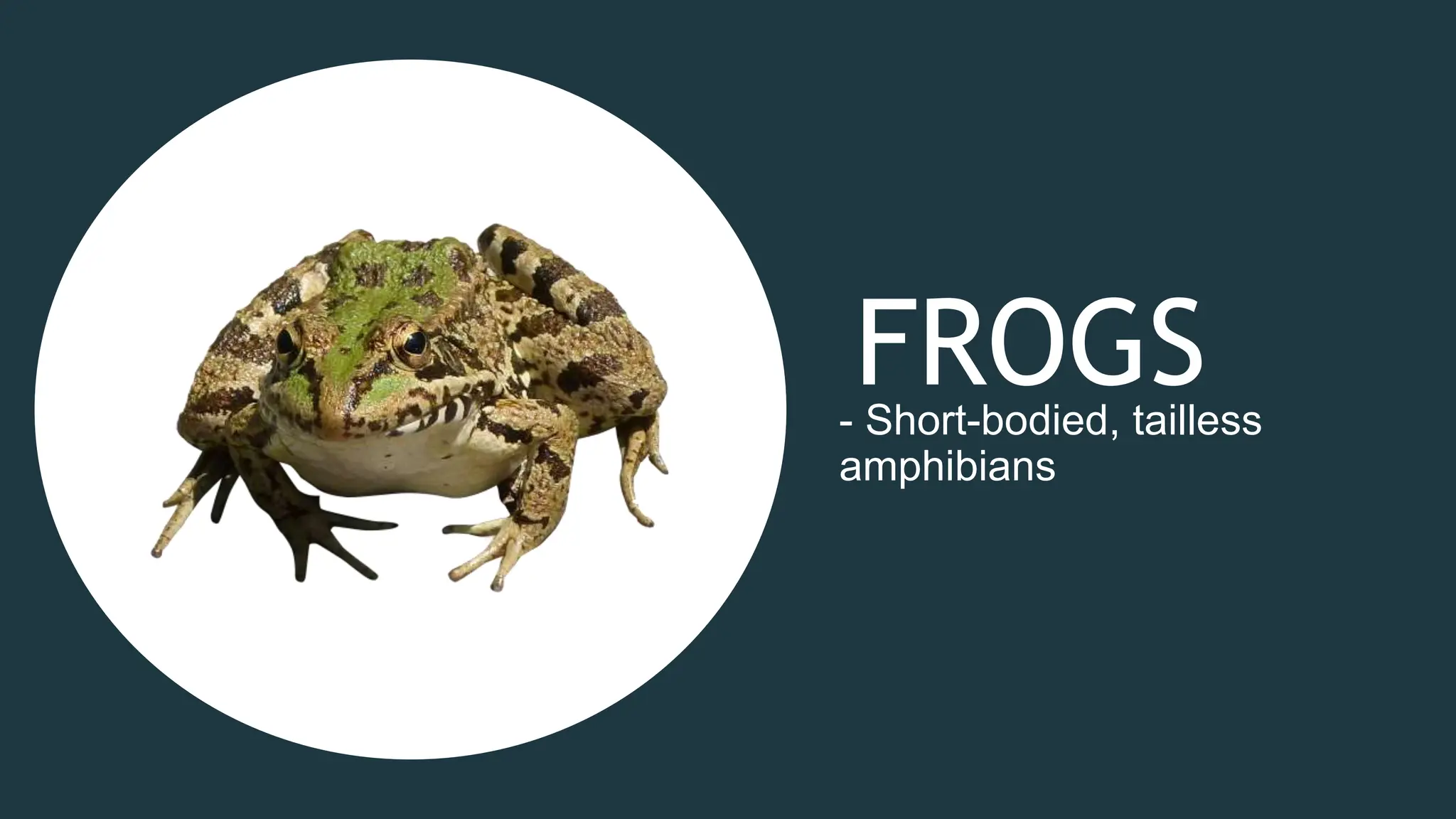 ALL ABOUT AMPHIBIANS ALL ABOUT AMPHIBIANS.pptx