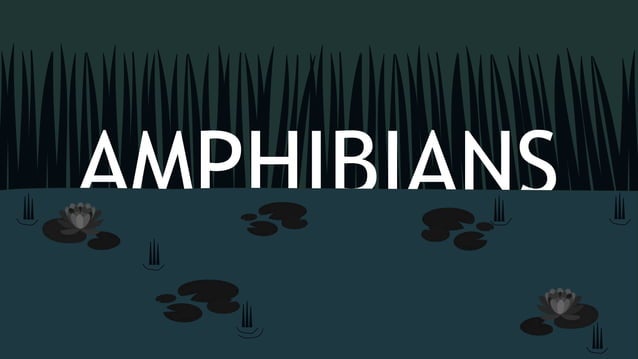 ALL ABOUT AMPHIBIANS ALL ABOUT AMPHIBIANS.pptx