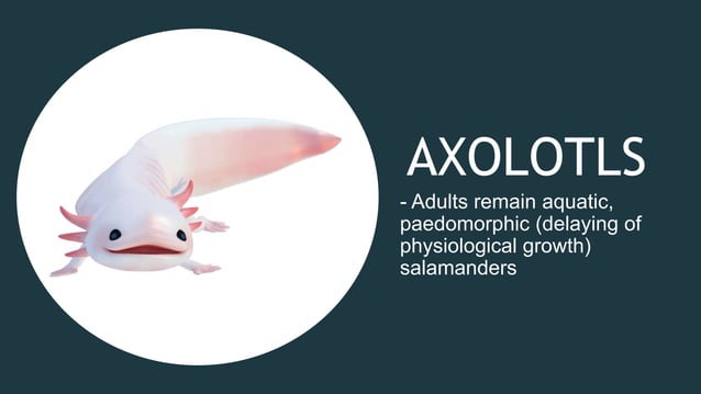 ALL ABOUT AMPHIBIANS ALL ABOUT AMPHIBIANS.pptx