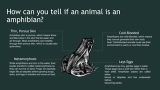 ALL ABOUT AMPHIBIANS ALL ABOUT AMPHIBIANS.pptx