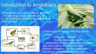 Amphibians study and this is a summary of the topic | PPT