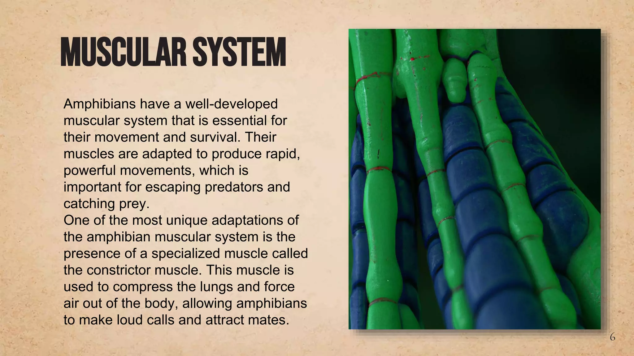 Amphibians - ANSHIKA SLIDES.pptx | Biological Sciences | Science
