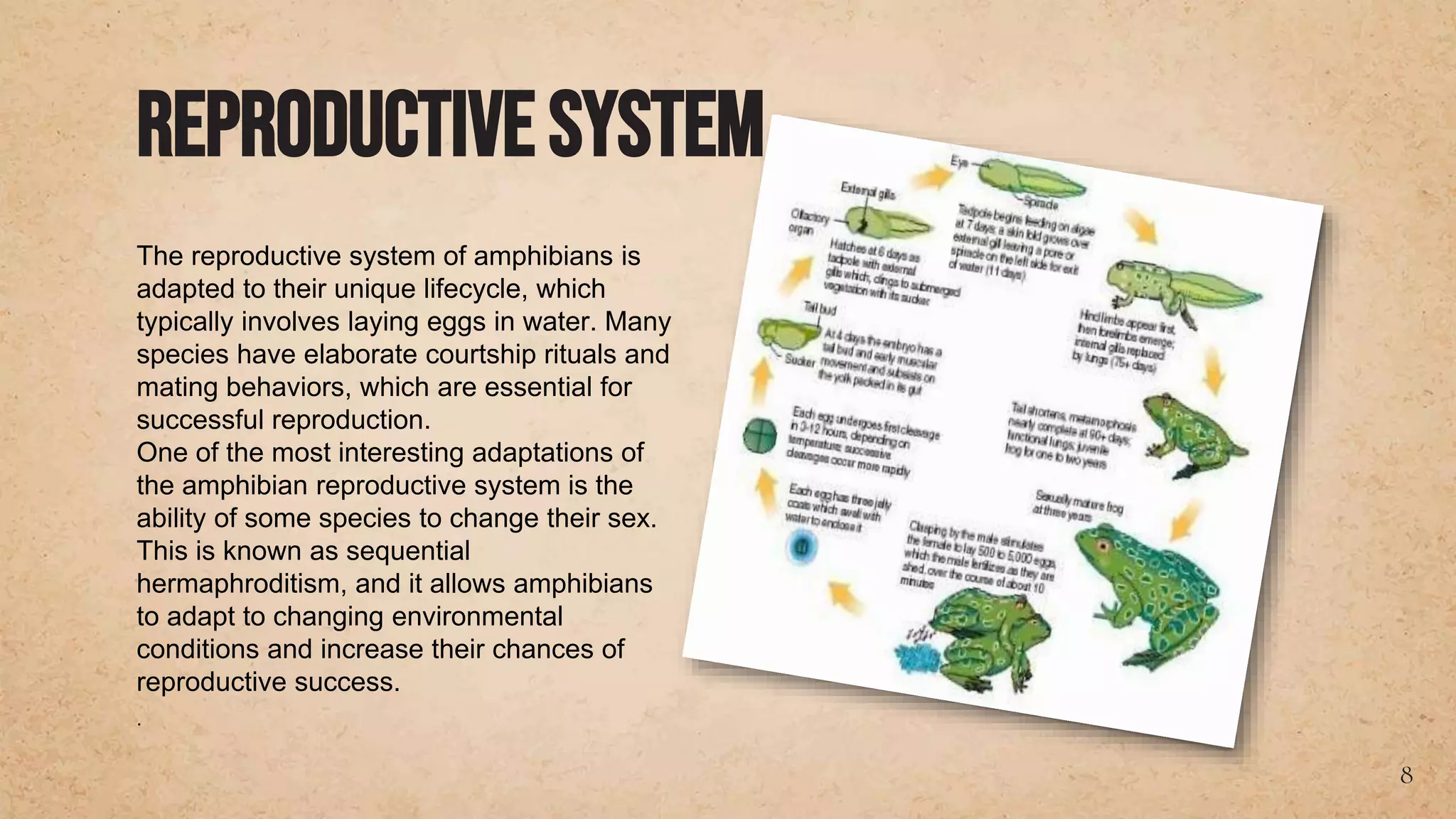 Amphibians - ANSHIKA SLIDES.pptx | Biological Sciences | Science
