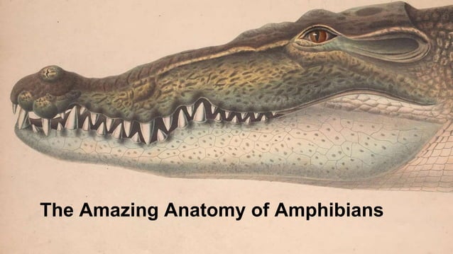Amphibians - ANSHIKA SLIDES.pptx | Biological Sciences | Science