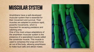 Amphibians - ANSHIKA SLIDES.pptx | Biological Sciences | Science