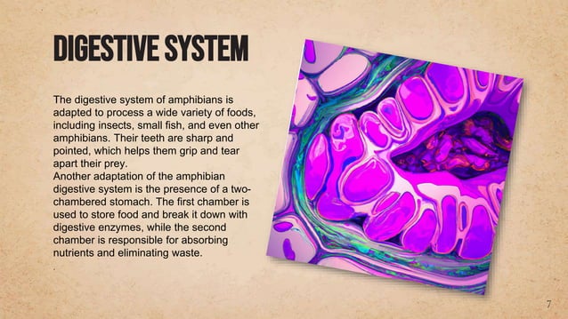 Amphibians - ANSHIKA SLIDES.pptx | Biological Sciences | Science