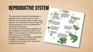 Amphibians - ANSHIKA SLIDES.pptx | Biological Sciences | Science