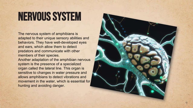 Amphibians - ANSHIKA SLIDES.pptx | Biological Sciences | Science