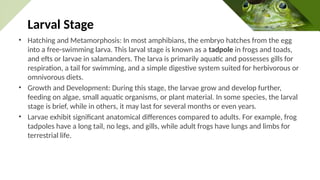 amphibians development PowerPoint presentation | PPTX