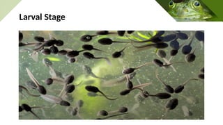 amphibians development PowerPoint presentation | PPTX