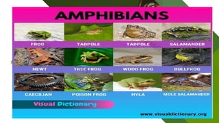 amphibians development PowerPoint presentation | PPT