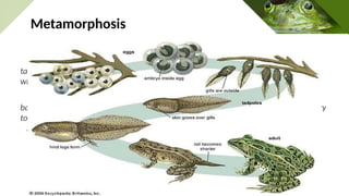 amphibians development PowerPoint presentation | PPTX