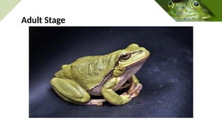 amphibians development PowerPoint presentation | PPT
