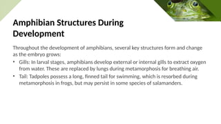 amphibians development PowerPoint presentation | PPTX