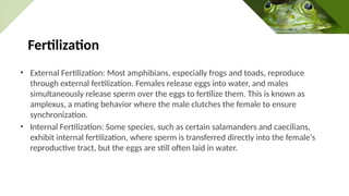 amphibians development PowerPoint presentation | PPTX