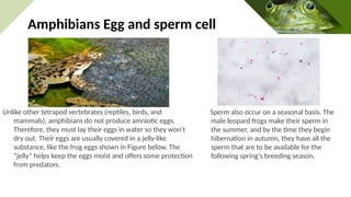 amphibians development PowerPoint presentation | PPTX