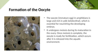 amphibians development PowerPoint presentation | PPT