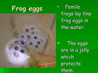 Amphibians Frog | PPT