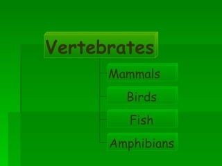 Amphibians Frog | PPT