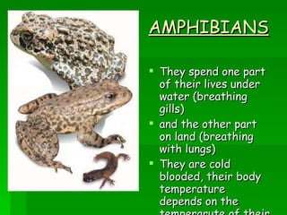 Amphibians Frog | PPT