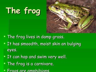 Amphibians Frog | PPT
